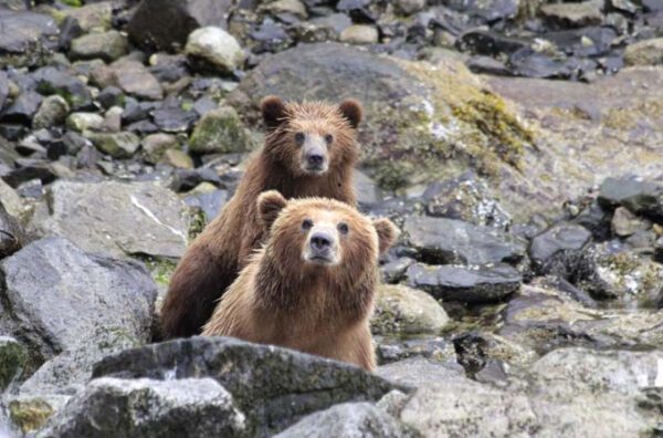 #1 In Adventurous Alaska Small Ship Cruises | Alaska Charters